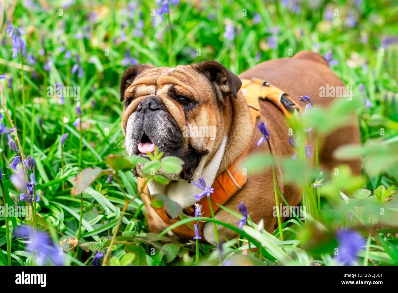 Red English British Bulldog Dog looking up, licking out its tongue and ...