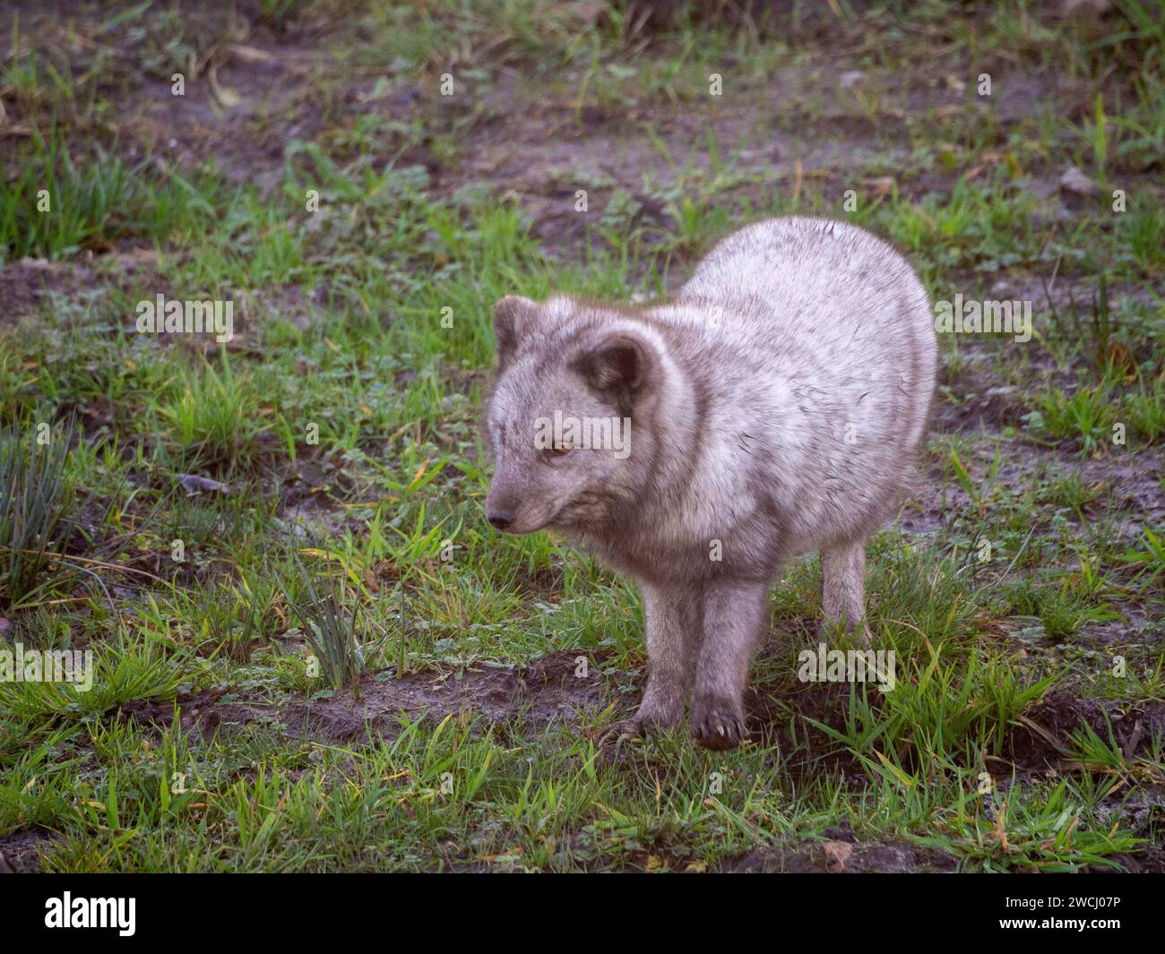 Arctic fox also known as white fox, polar fox, or snow fox in its ...