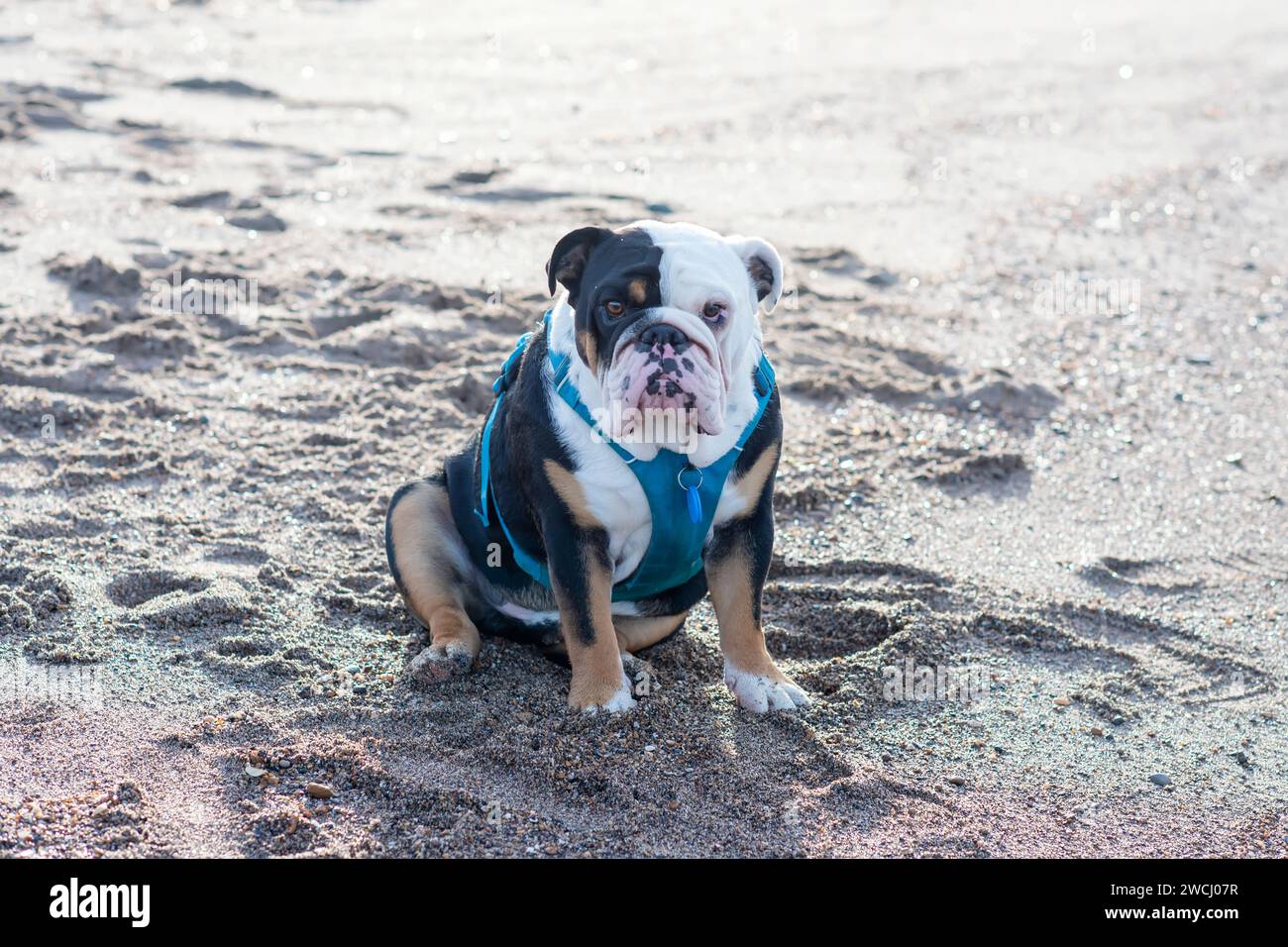 Black tri-color english british Bulldog sitting on seaside at sunse in ...