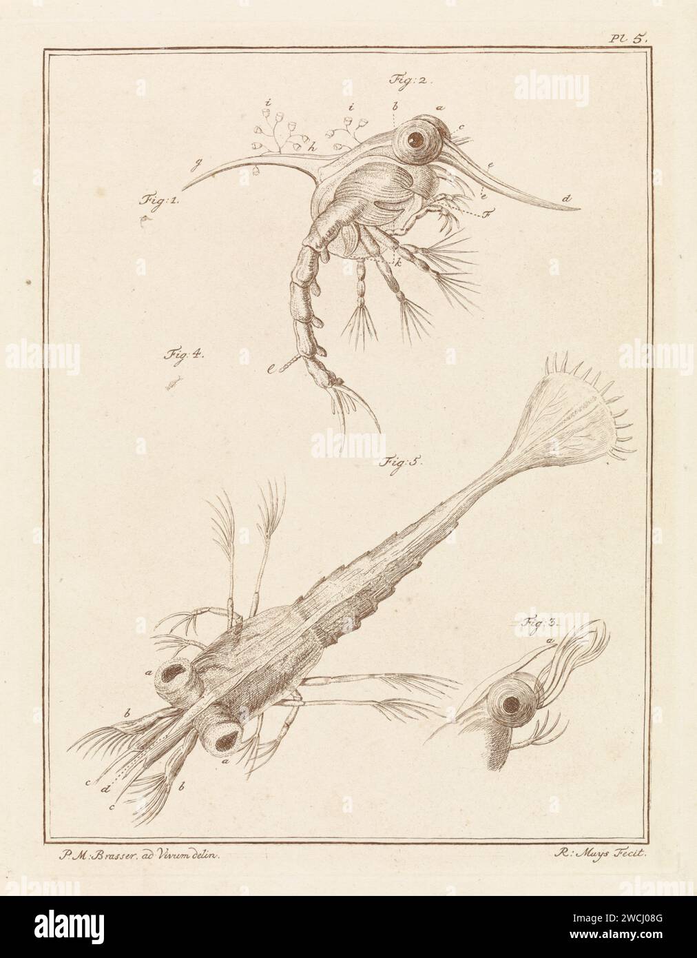 Two developmental stages of the beach crab Larve, Robbert Muys, after P ...