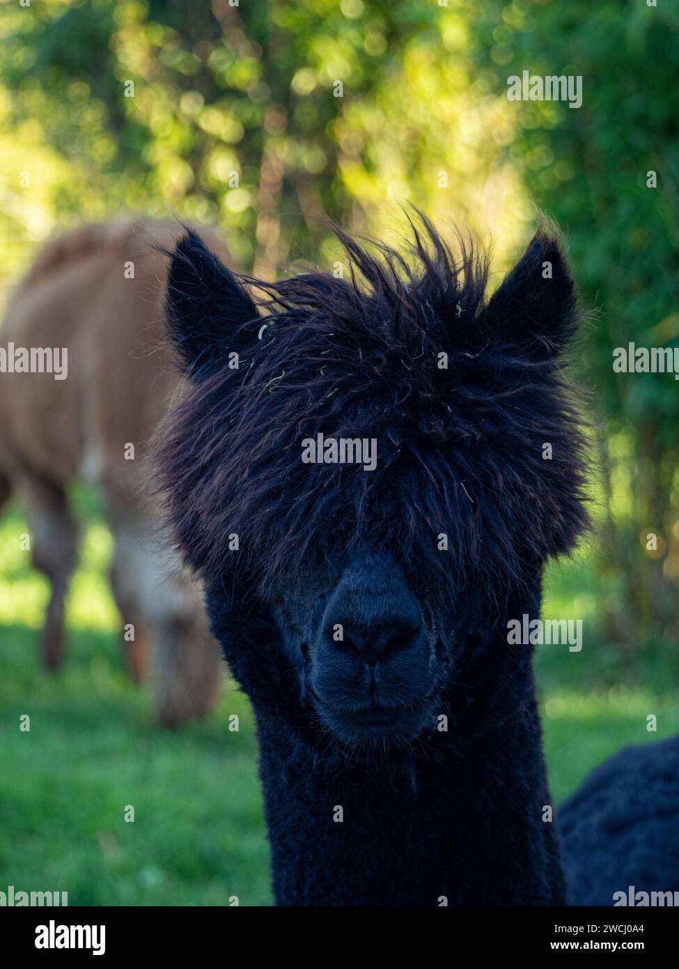 A Black Alpaca (Vicugna pacos) looking directly at the camera, waiting ...