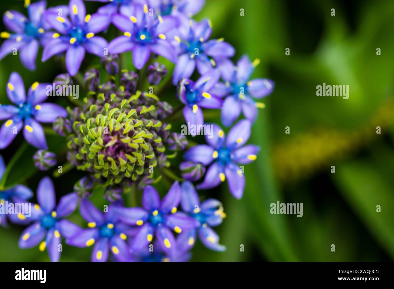 Portuguese Squill Beautiful peruvian lily (scilla peruviana) flower in ...