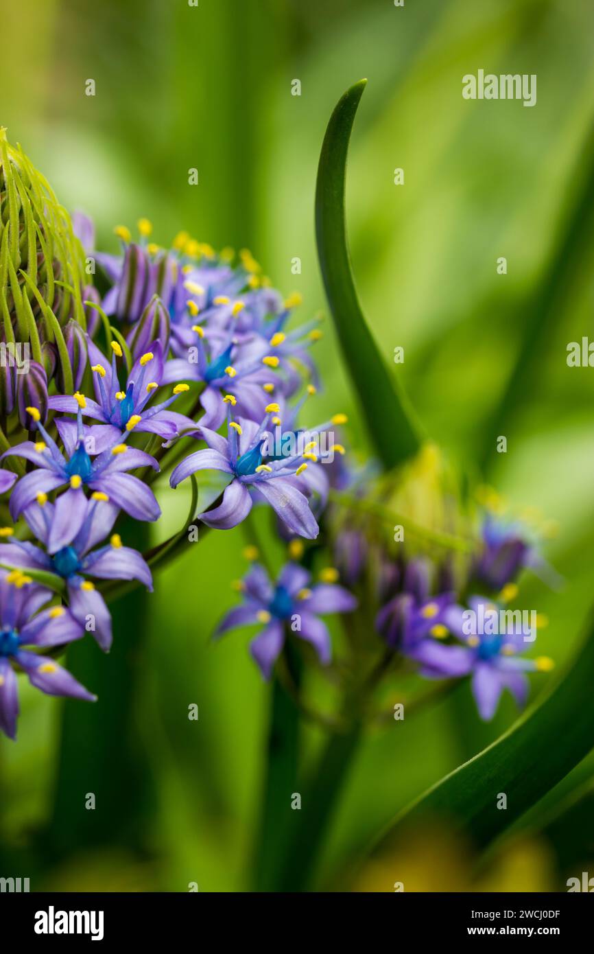 Portuguese Squill Beautiful peruvian lily (scilla peruviana) flower in ...