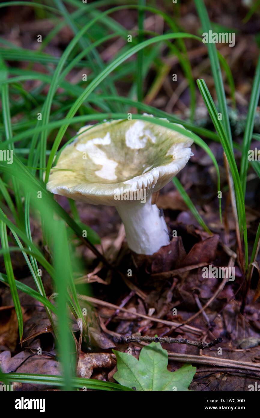 A mushroom Russula virescens is a basidiomycete mushroom of the genus ...