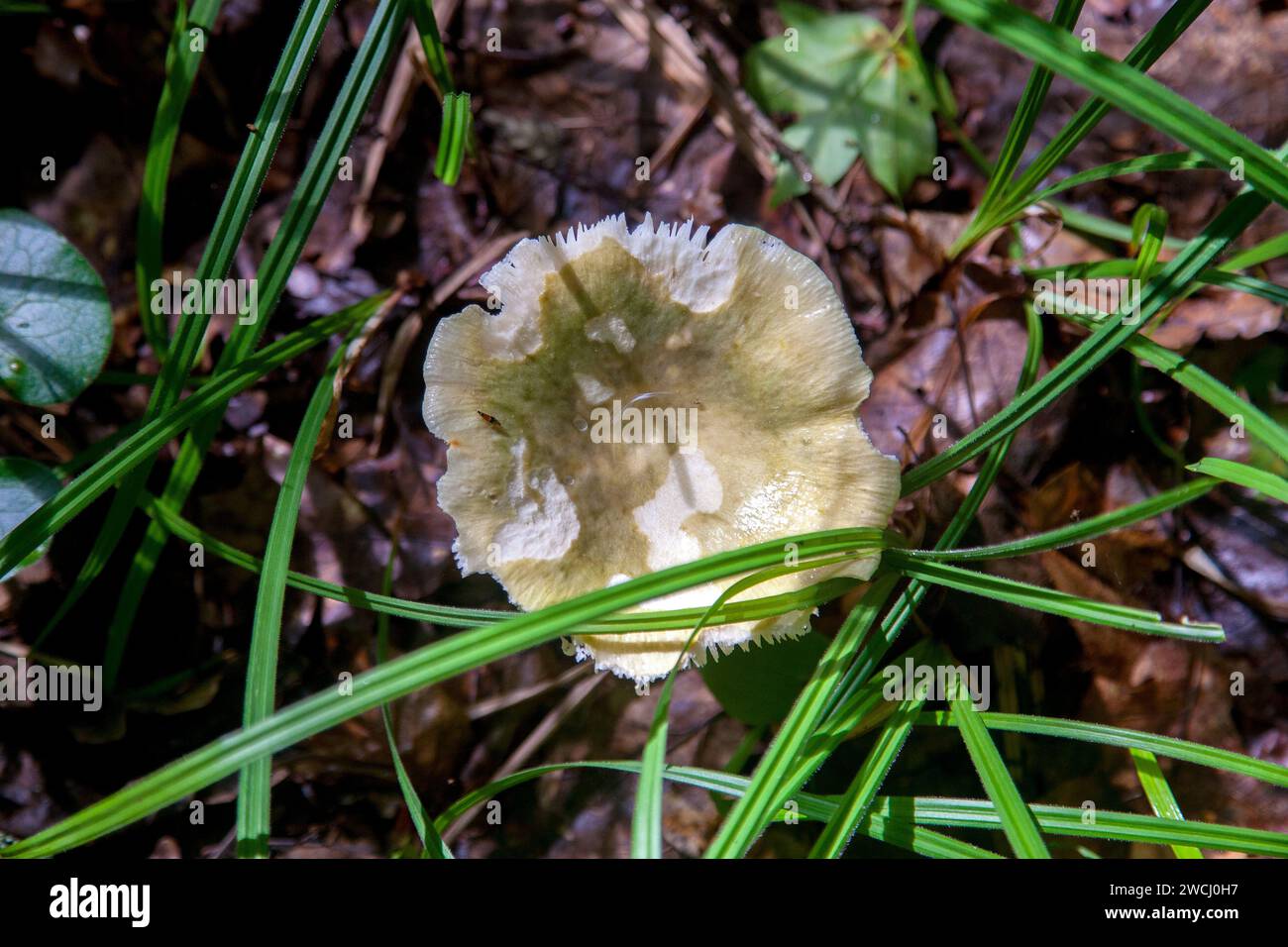 A mushroom Russula virescens is a basidiomycete mushroom of the genus ...
