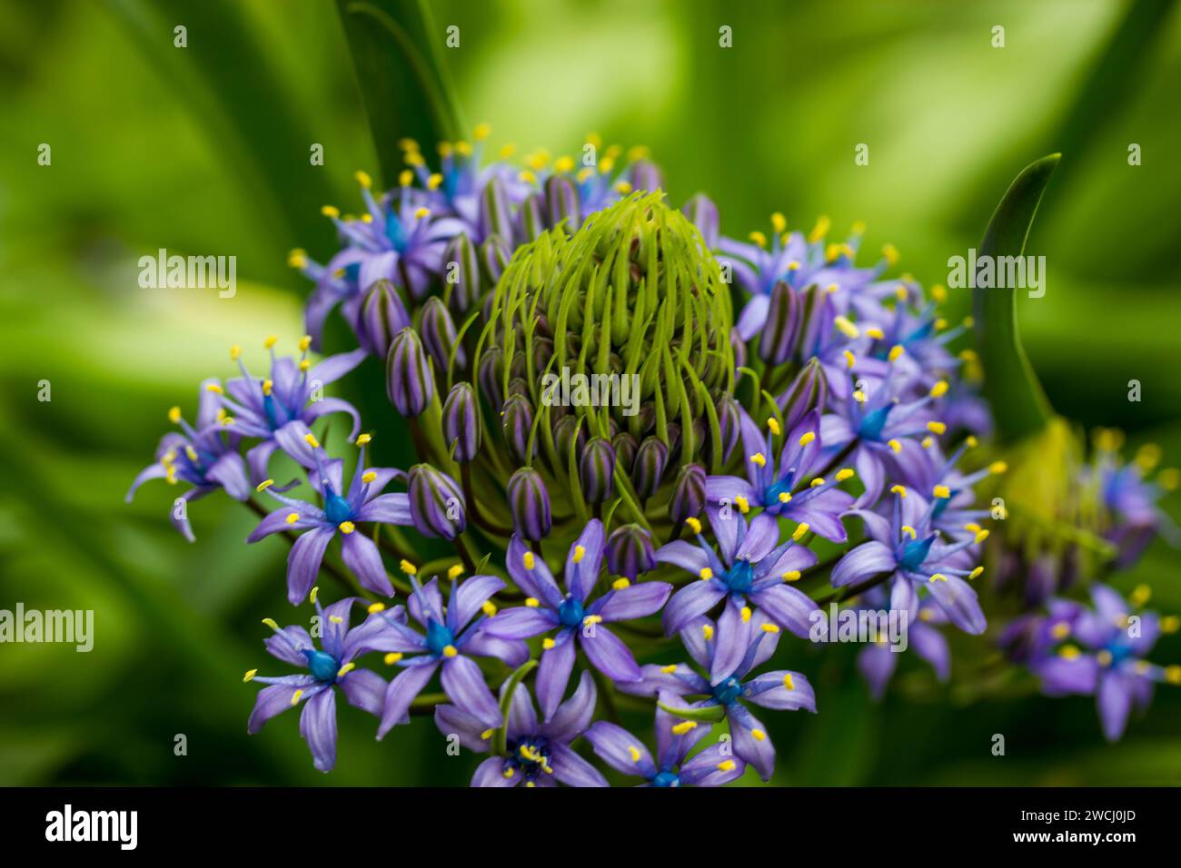 Portuguese Squill Beautiful peruvian lily (scilla peruviana) flower in ...