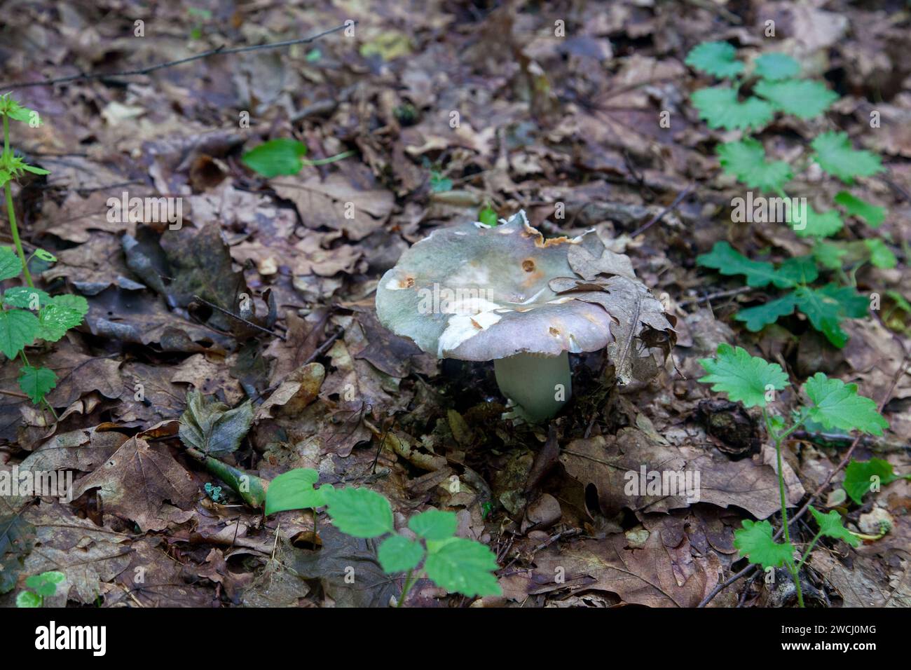 A mushroom Russula virescens is a basidiomycete mushroom of the genus ...
