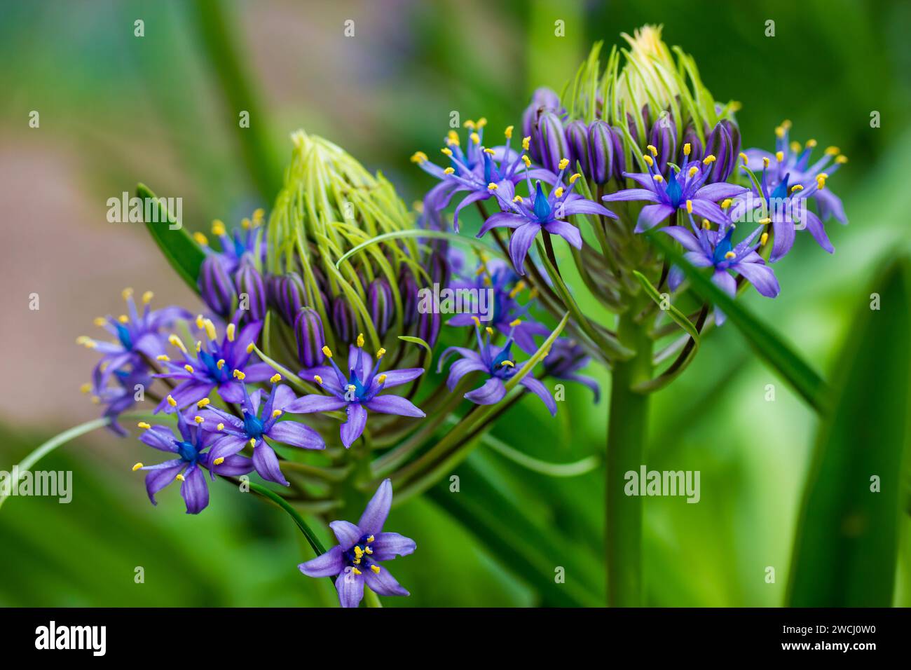 Portuguese Squill Beautiful peruvian lily (scilla peruviana) flower in ...