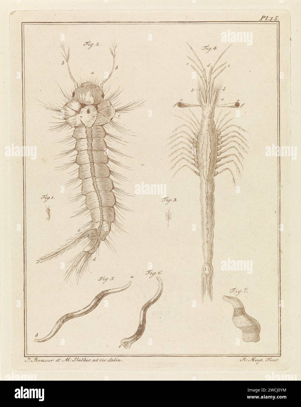 Stitch, Slabers trumpet eye and one worm, Robbert Muys, After P.M ...