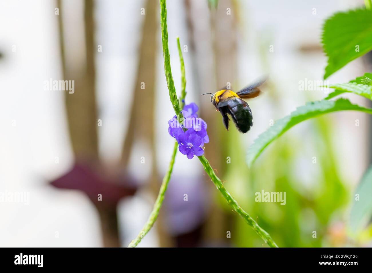 Carpenter bee in flight, visiting flowers of Blue porter weed also ...