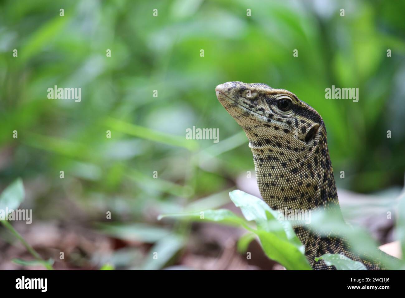 Basking in the golden hues of the sun, this magnificent giant monitor ...