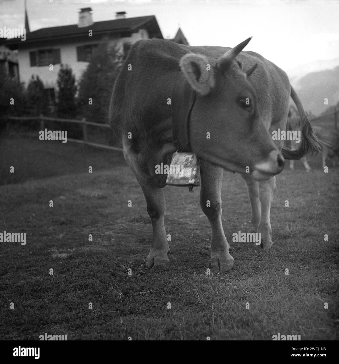 1950s, historical, on high ground, a cow with steel bell around its ...