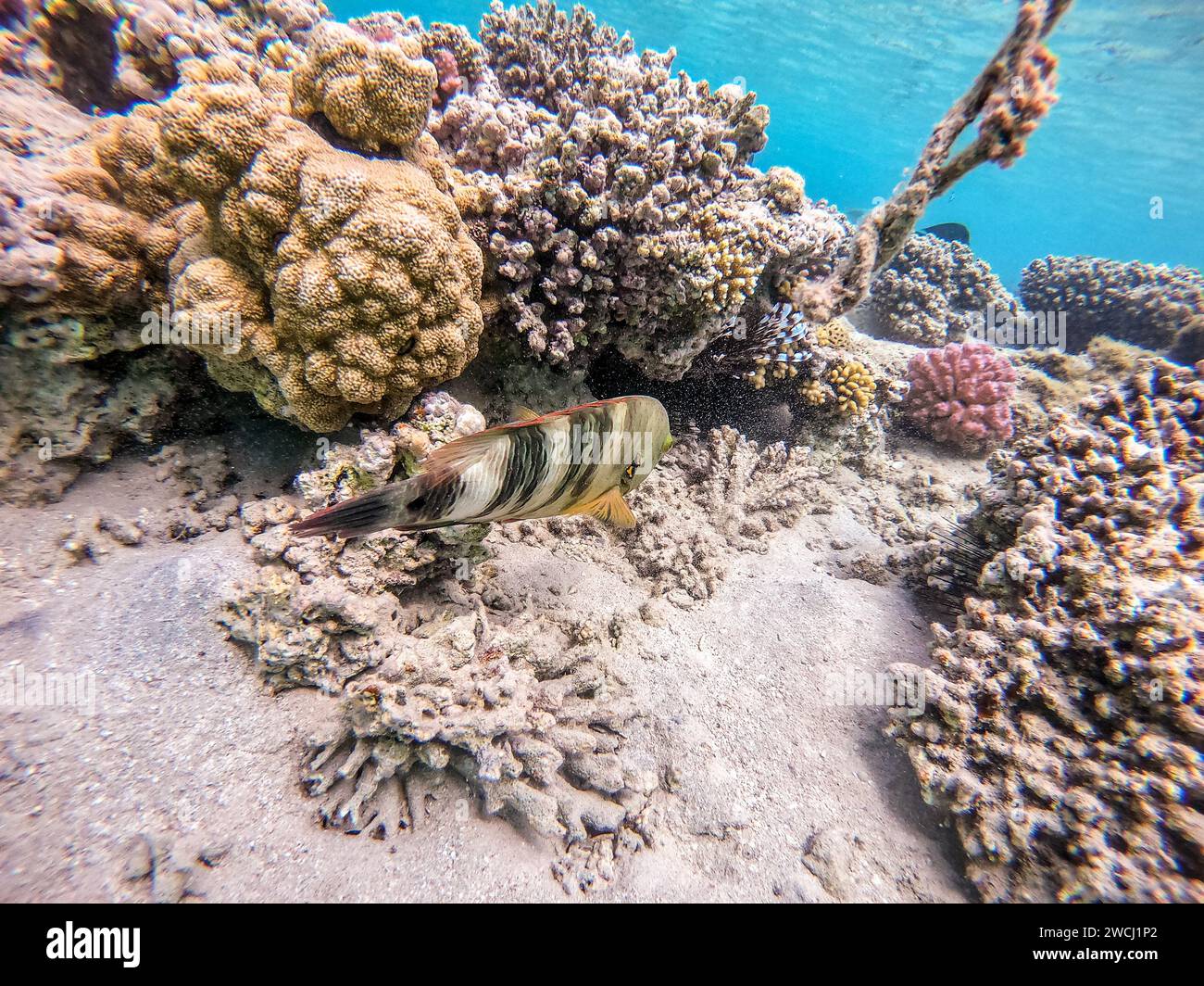 Close up view of tropical big broomtail wrasse known as Cheilinus ...