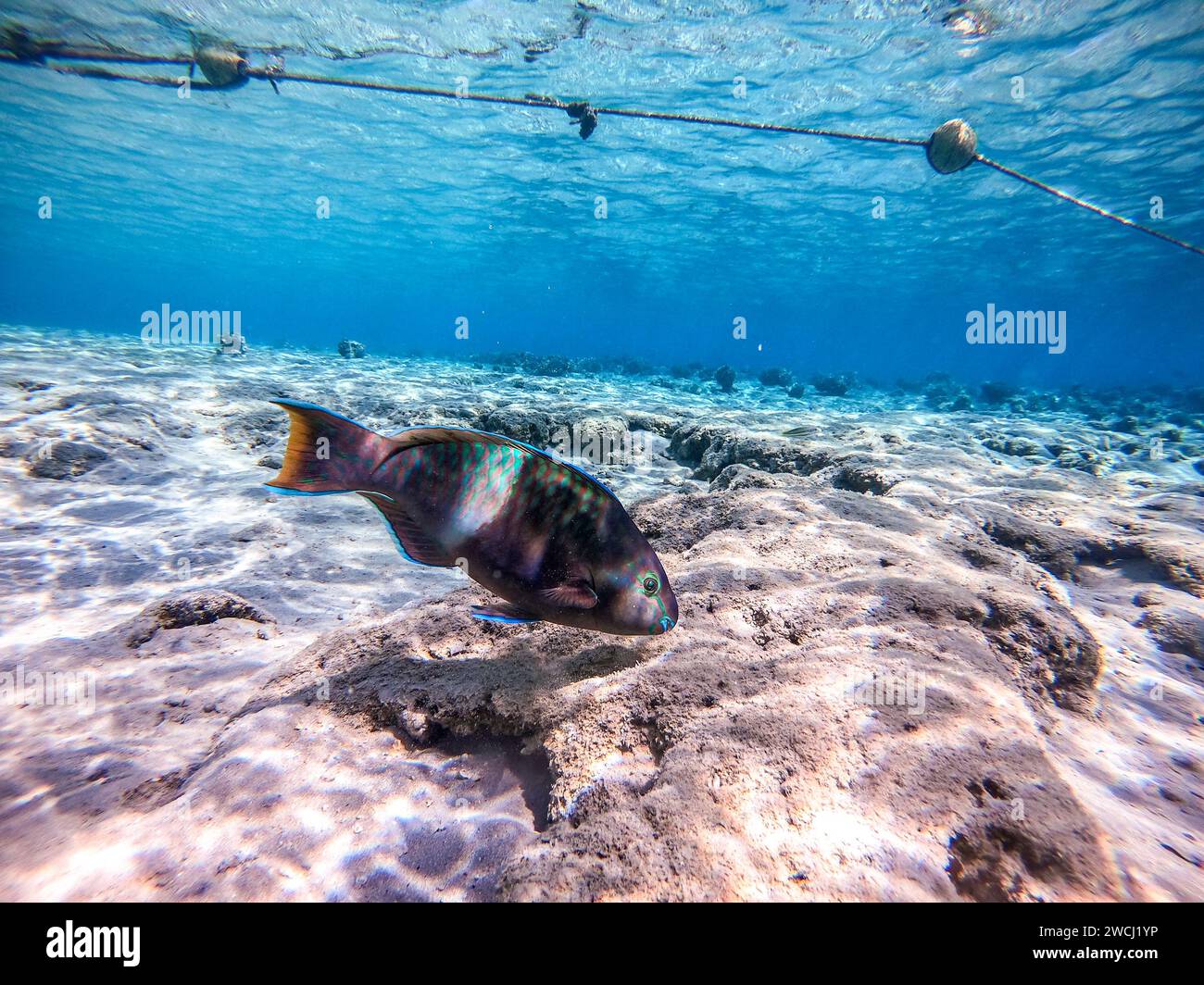 Longnose parrotfish hi-res stock photography and images - Alamy