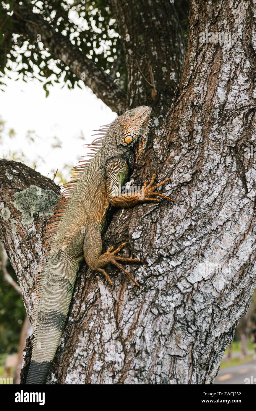 Iguana puerto rico hi-res stock photography and images - Alamy