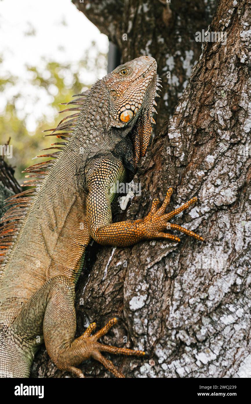 Iguana puerto rico hi-res stock photography and images - Alamy