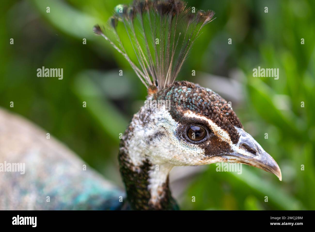 Weiblicher pfau hi-res stock photography and images - Alamy
