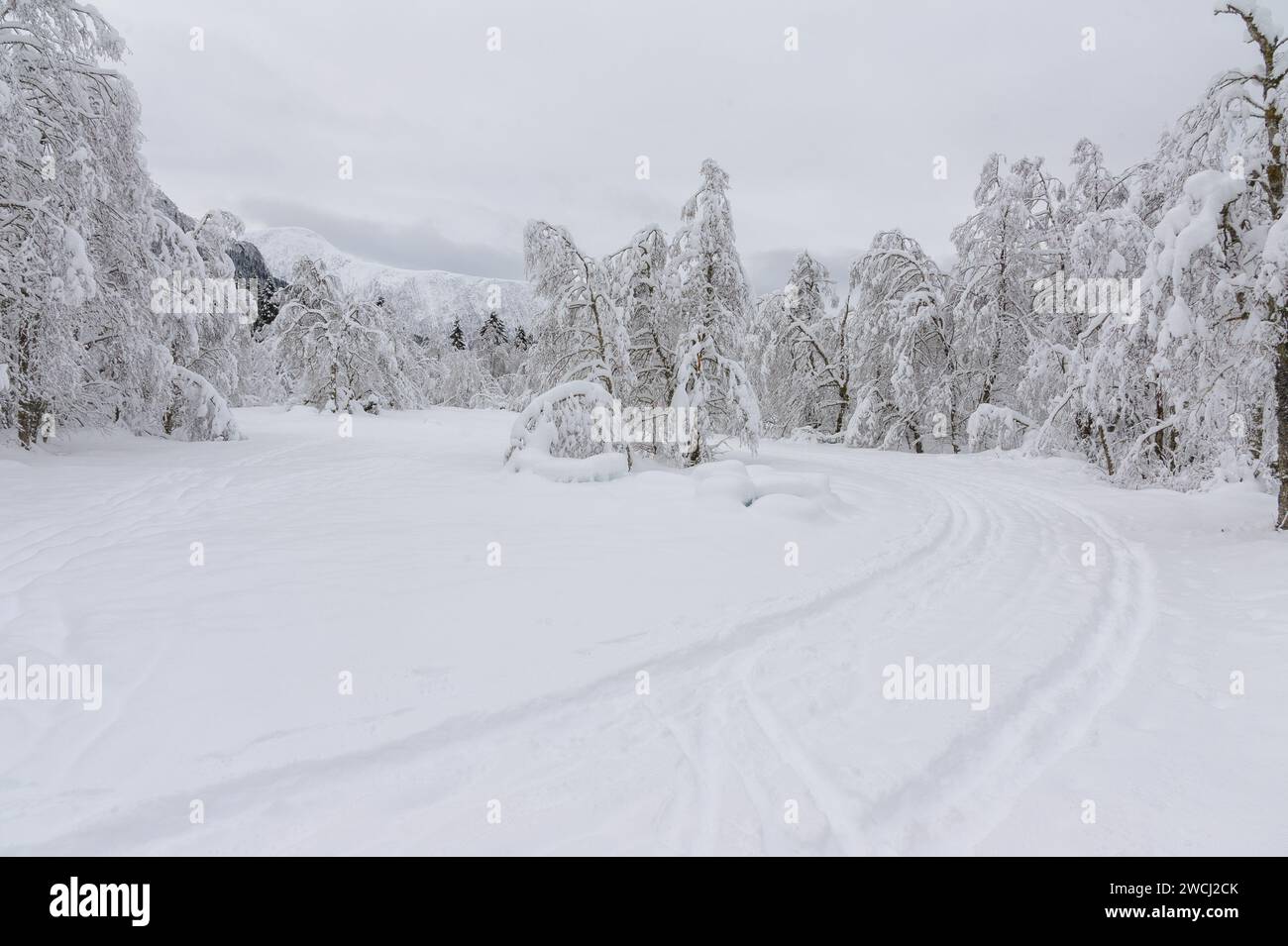 A serene winter scene showcasing a blanket of fresh snow enveloping ...