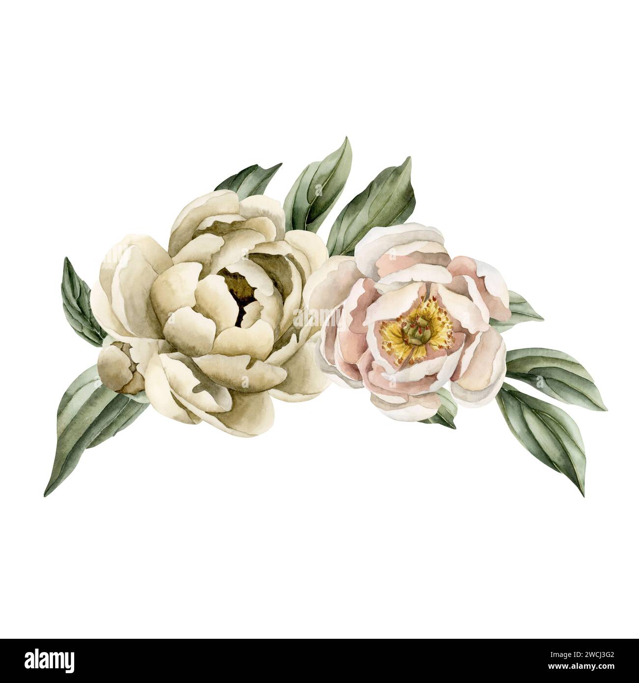 Composition of white powdery and beige peony flowers and green leaves ...