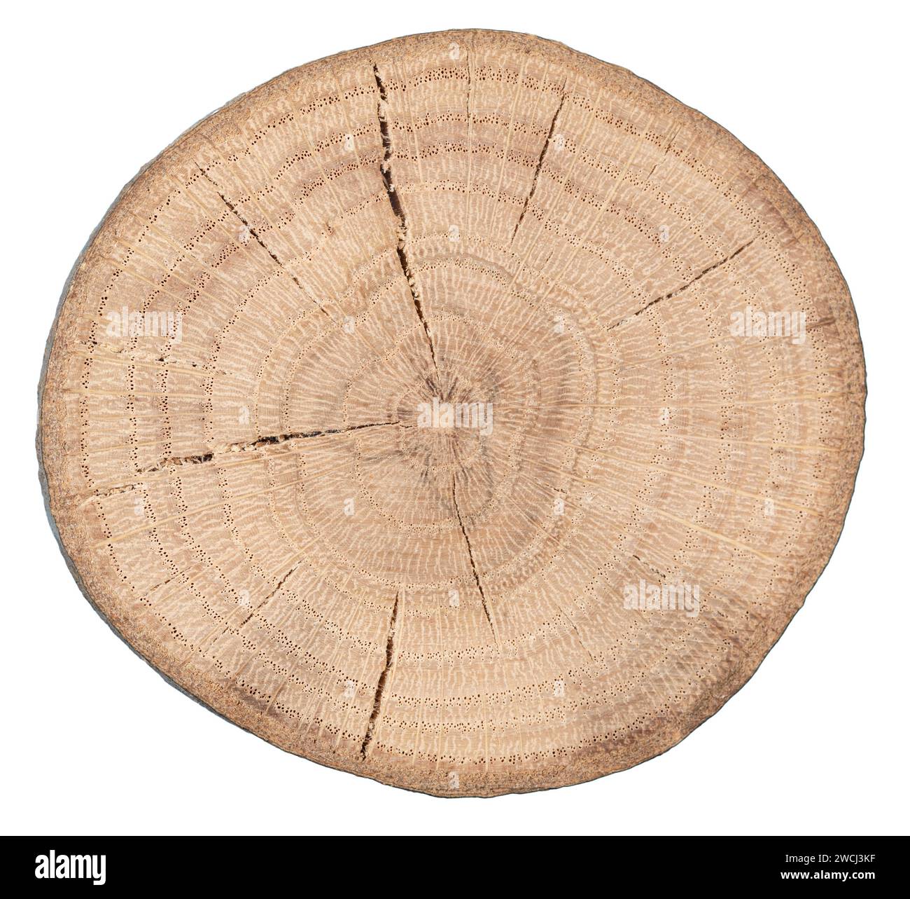Wood slice cross section isolated on white background Stock Photo - Alamy