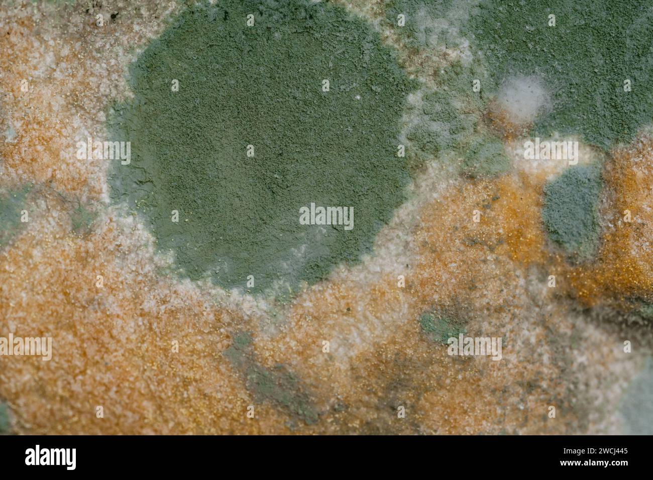 spoiled moldy old bread with yellow and green spores of the fungus ...