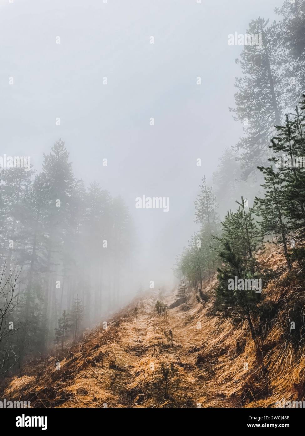 Thick fog covered coniferous hi-res stock photography and images - Alamy