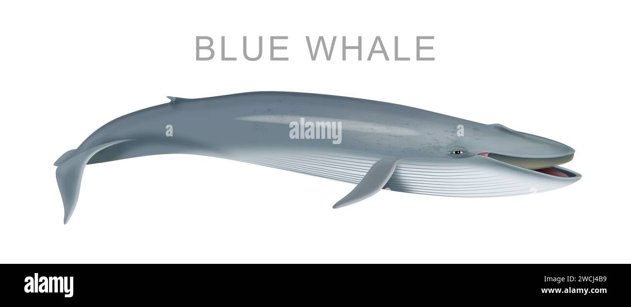 Illustration of a blue whale Stock Photo - Alamy