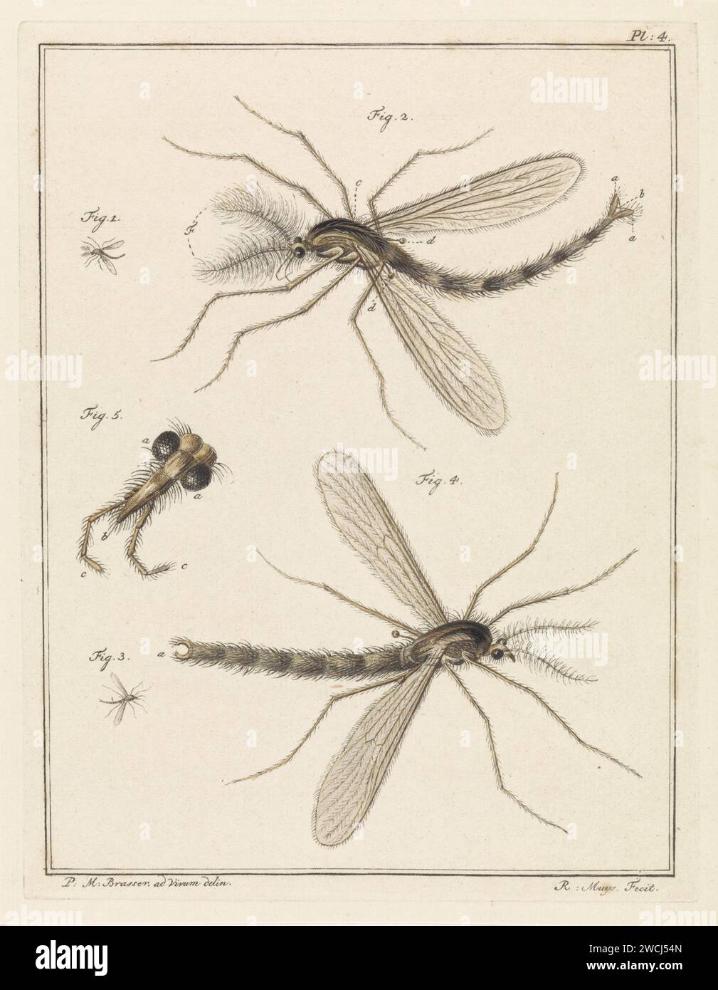 Foreign insects hi-res stock photography and images - Alamy