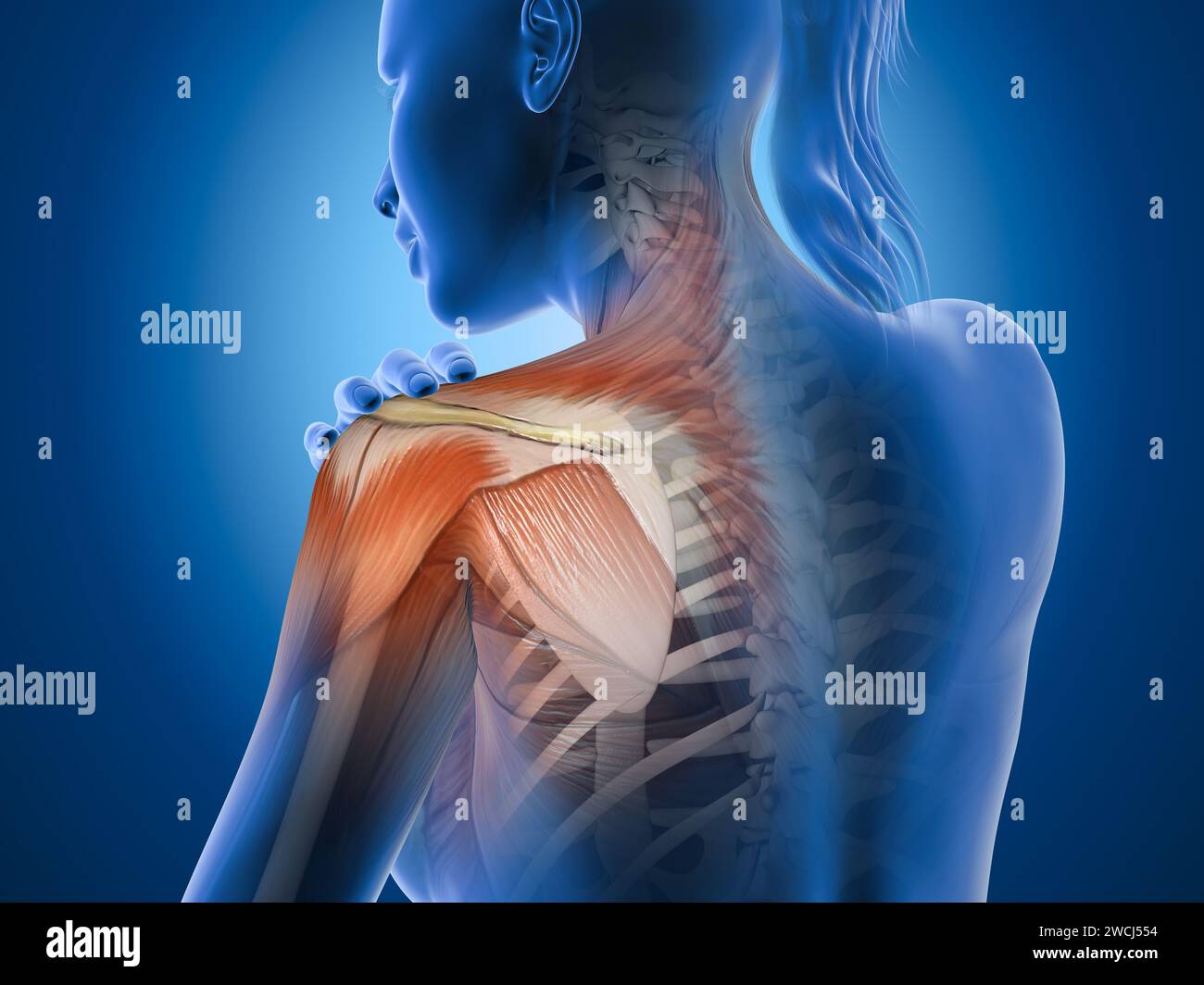 3D Illustration showing painful shoulder joints of a woman Stock Photo ...