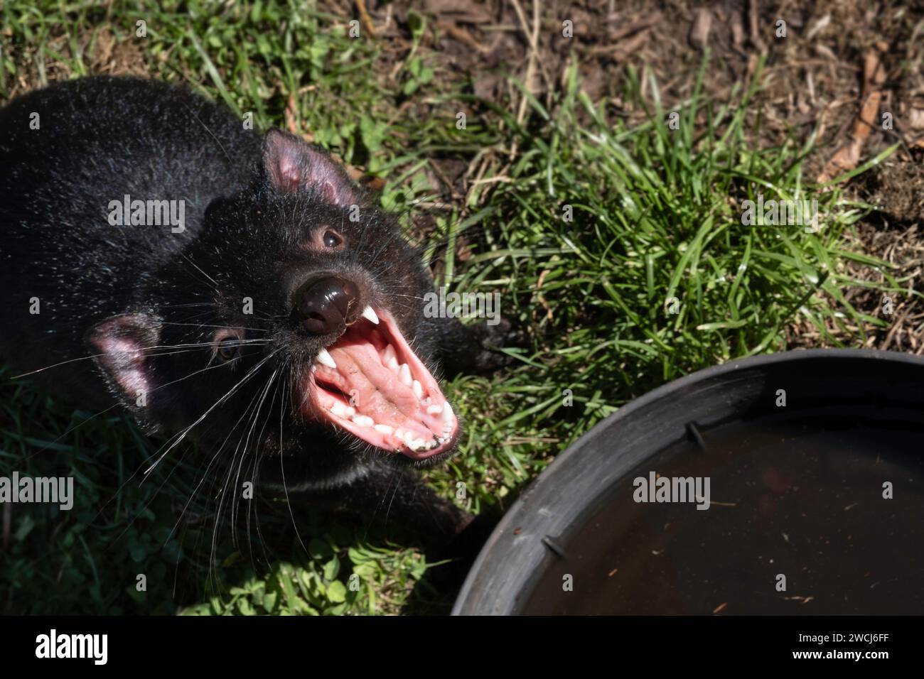 Tasmanian devil in tasmania australia hi-res stock photography and images - Alamy