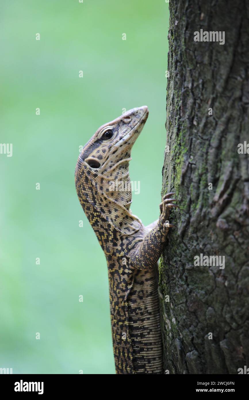 Basking in the golden hues of the sun, this magnificent giant monitor ...