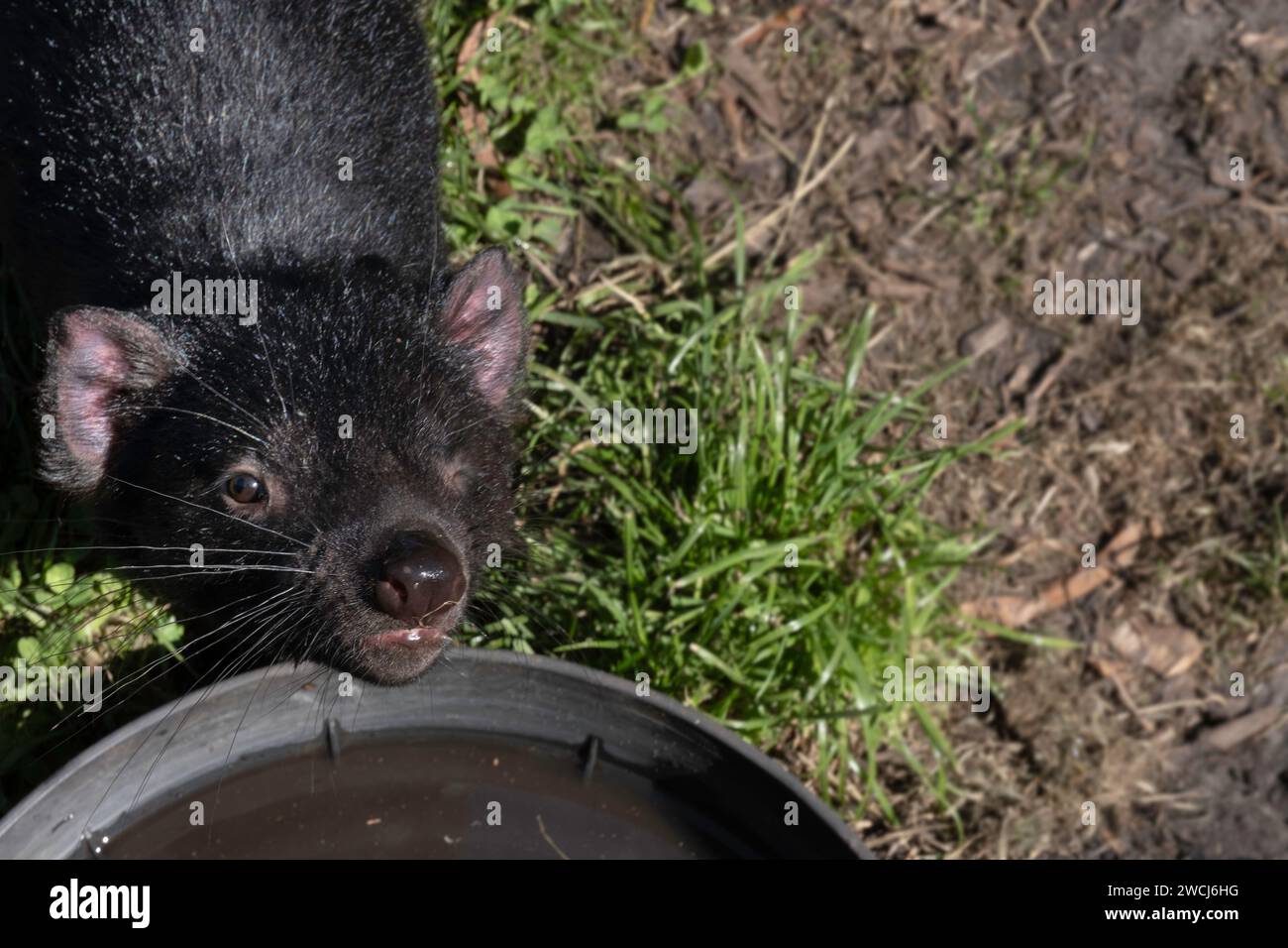 Tasmanian devil in tasmania australia hi-res stock photography and images - Alamy