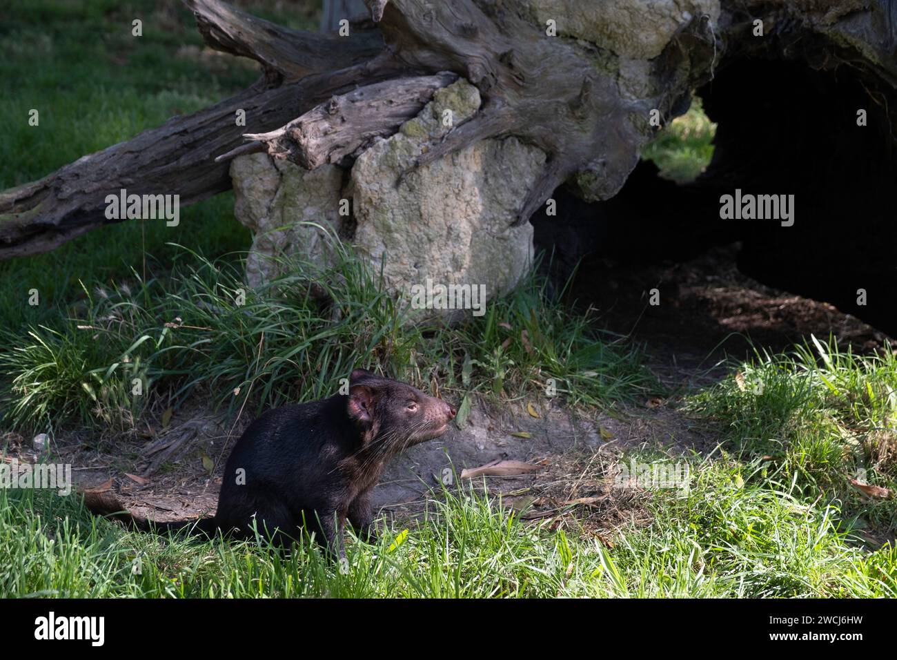 Tasmanian devil in tasmania australia hi-res stock photography and images - Alamy