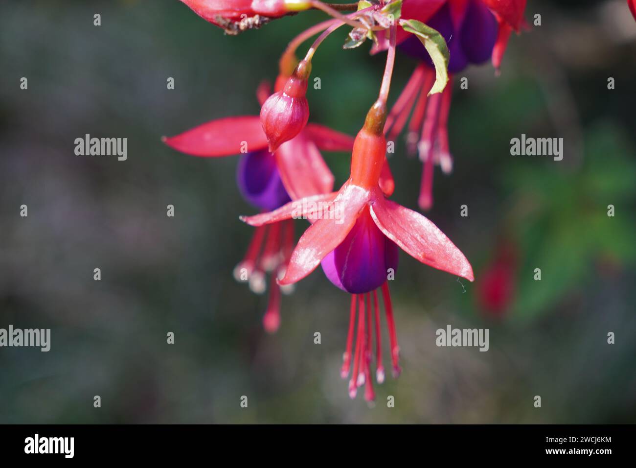 Chilco flower hi-res stock photography and images - Alamy