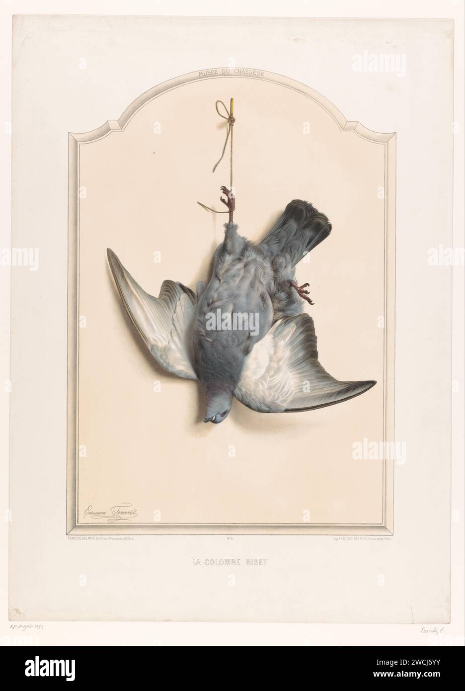 Dead rock pigeon hanging hi-res stock photography and images - Alamy