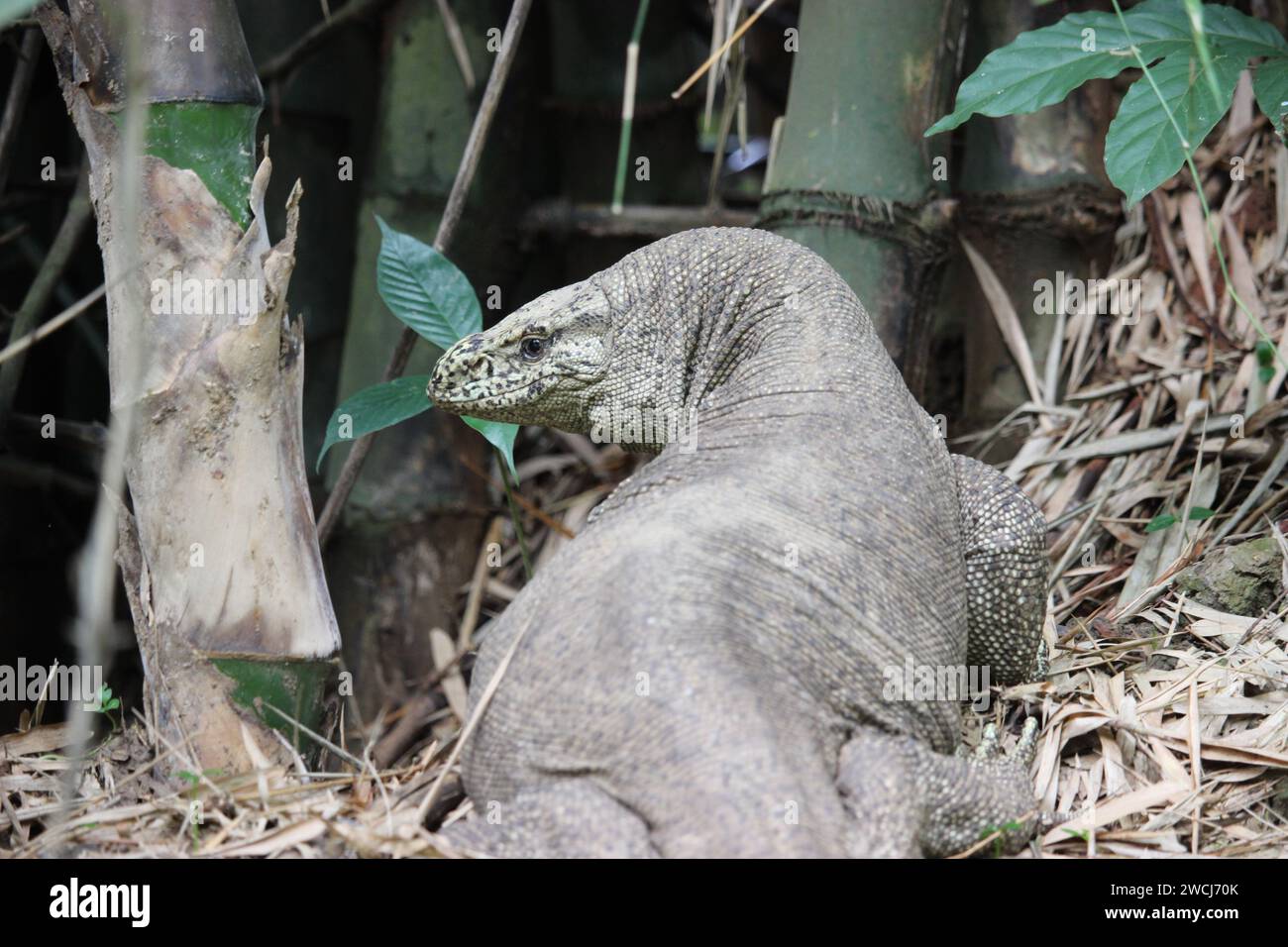 Basking in the golden hues of the sun, this magnificent giant monitor ...