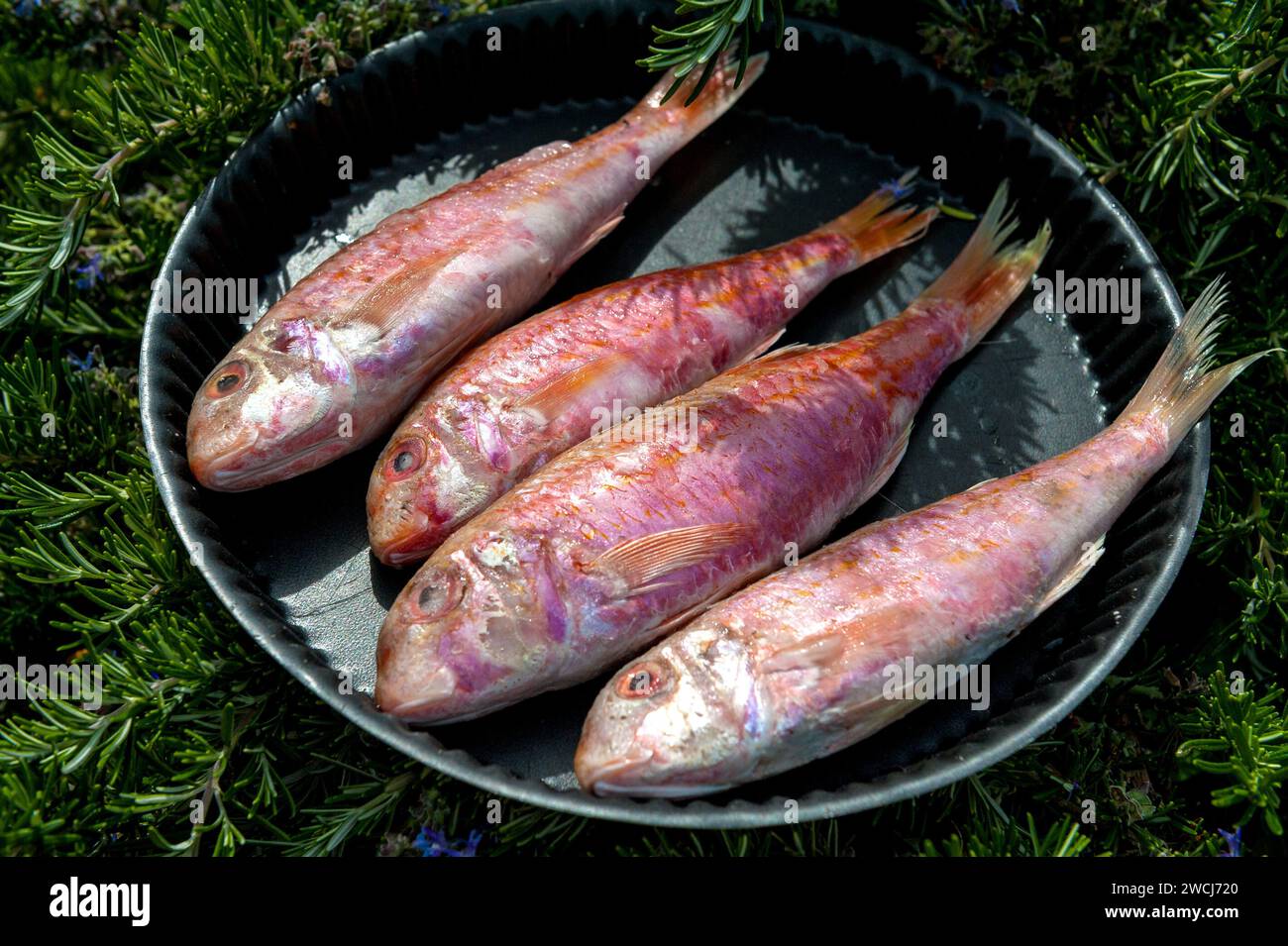 Redfish prepared ready to grill Stock Photo - Alamy