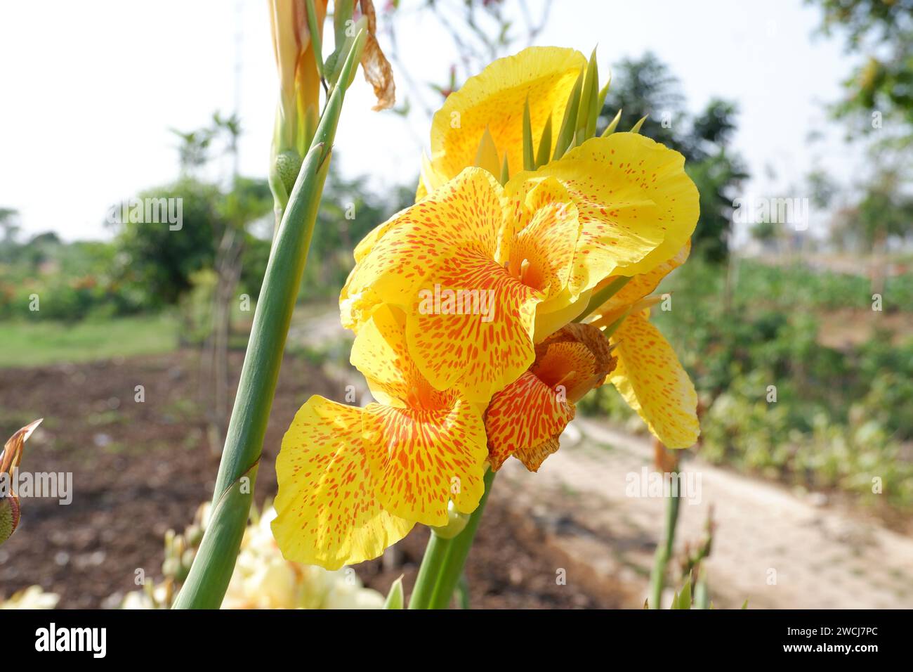 Flower brochure hi-res stock photography and images - Alamy