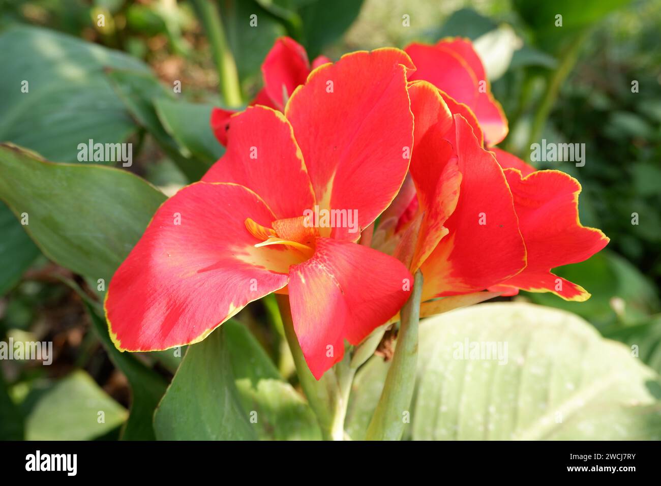 Red Canna flower with green leaves Stock Photo - Alamy