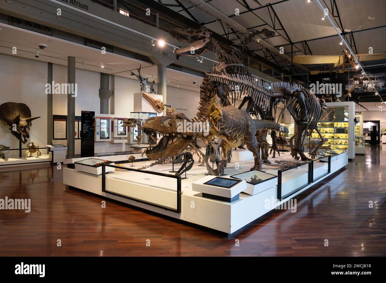 Tasmanian natural science and history displays in the Queen Victoria ...