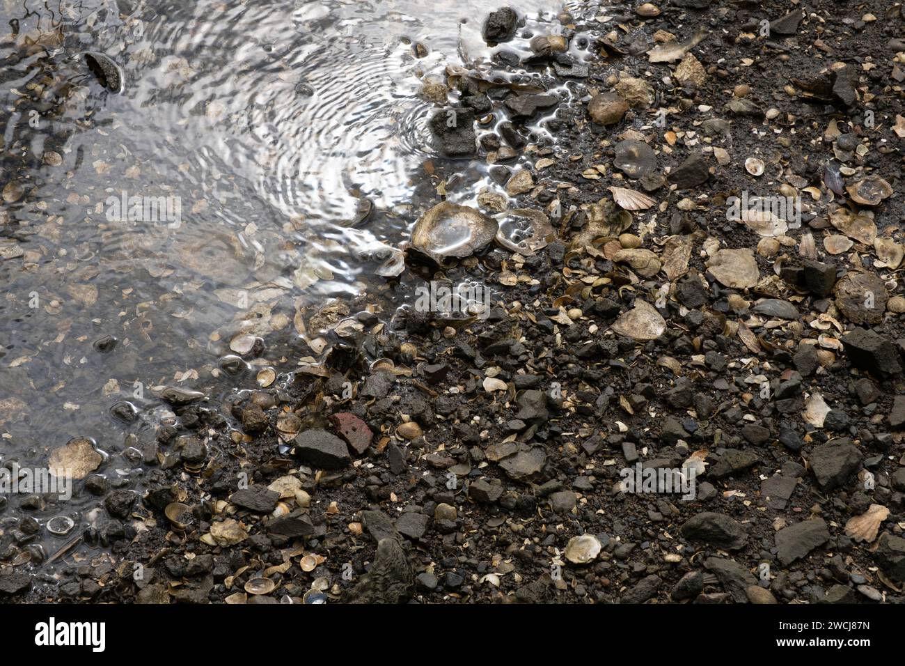 Australia shells seashells hi-res stock photography and images - Alamy