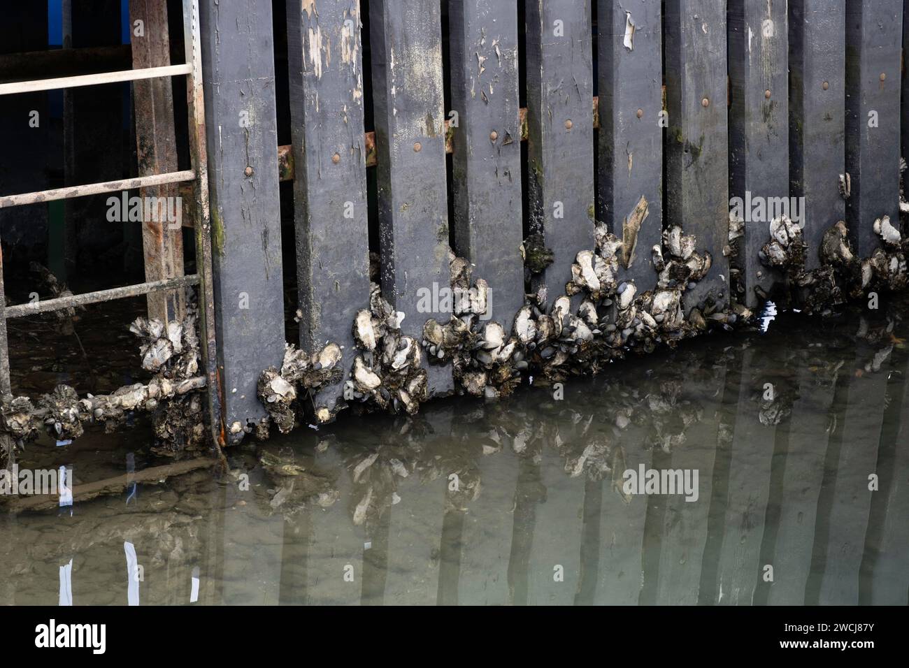 Australia shells seashells hi-res stock photography and images - Alamy