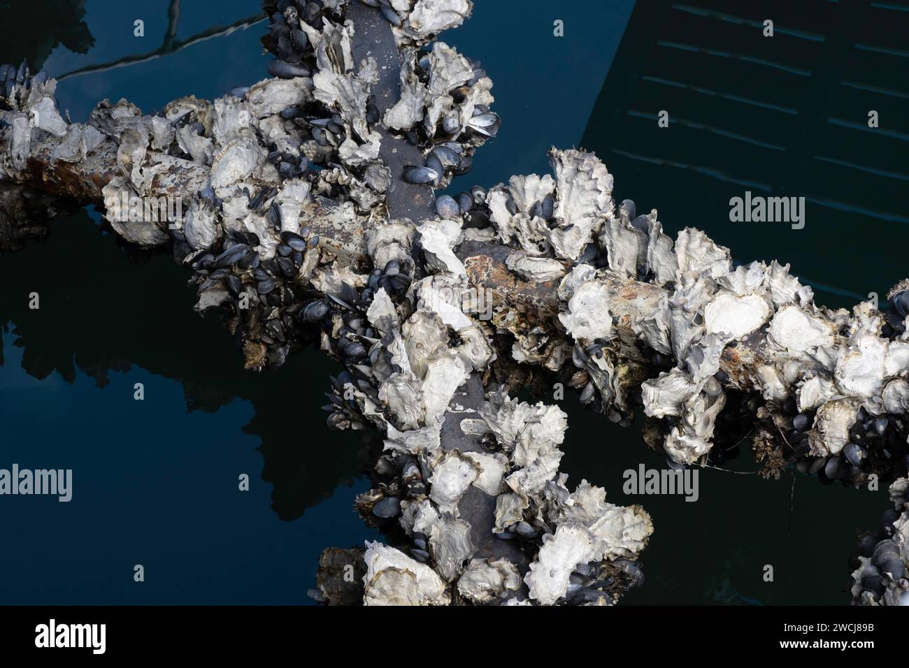Oyster and mussel shells stick to the wooden beams of the jetties in the water on the coast at ...