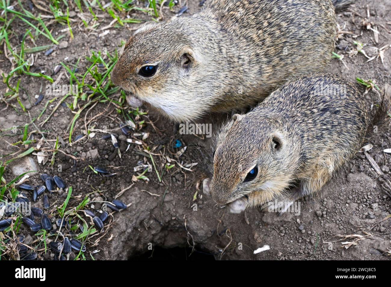 a child feeds groundhogs from his hand Stock Photo - Alamy