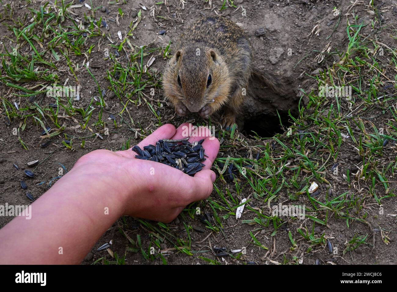 a child feeds groundhogs from his hand Stock Photo - Alamy