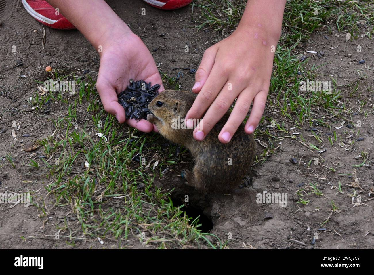a child feeds groundhogs from his hand Stock Photo - Alamy