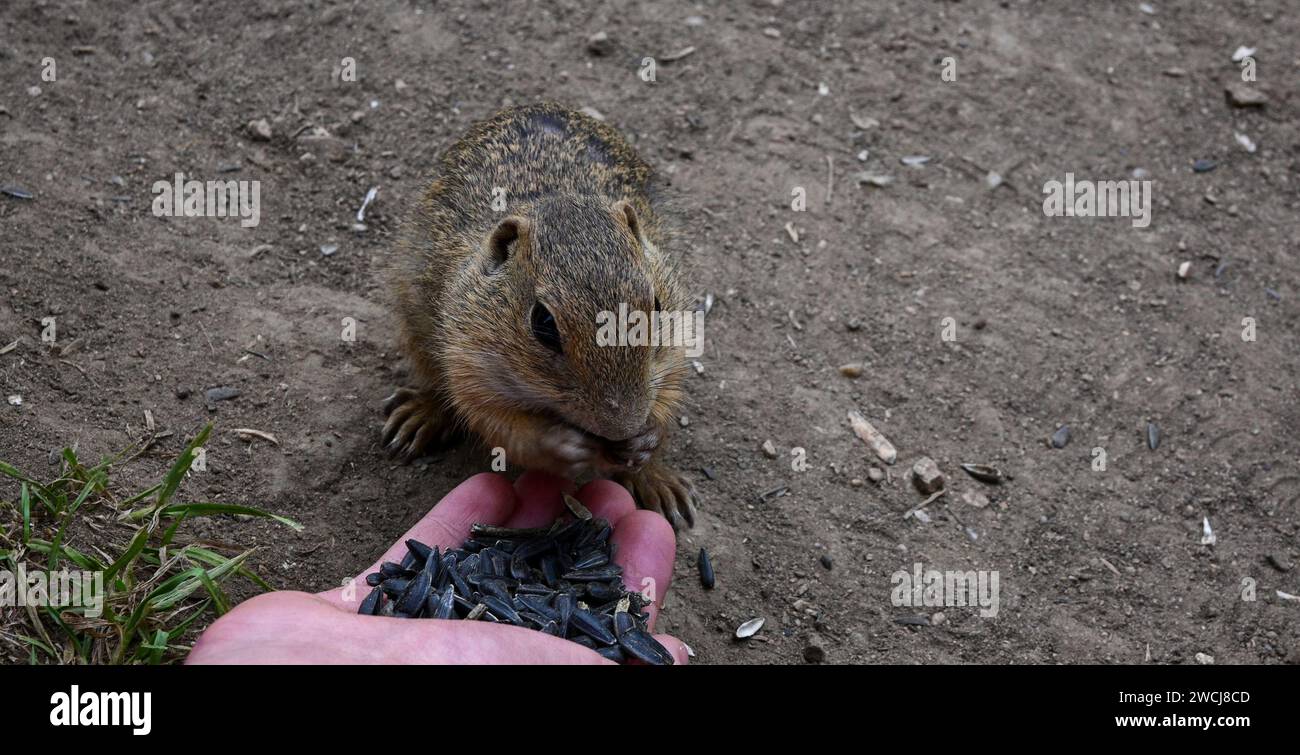 a child feeds groundhogs from his hand Stock Photo - Alamy