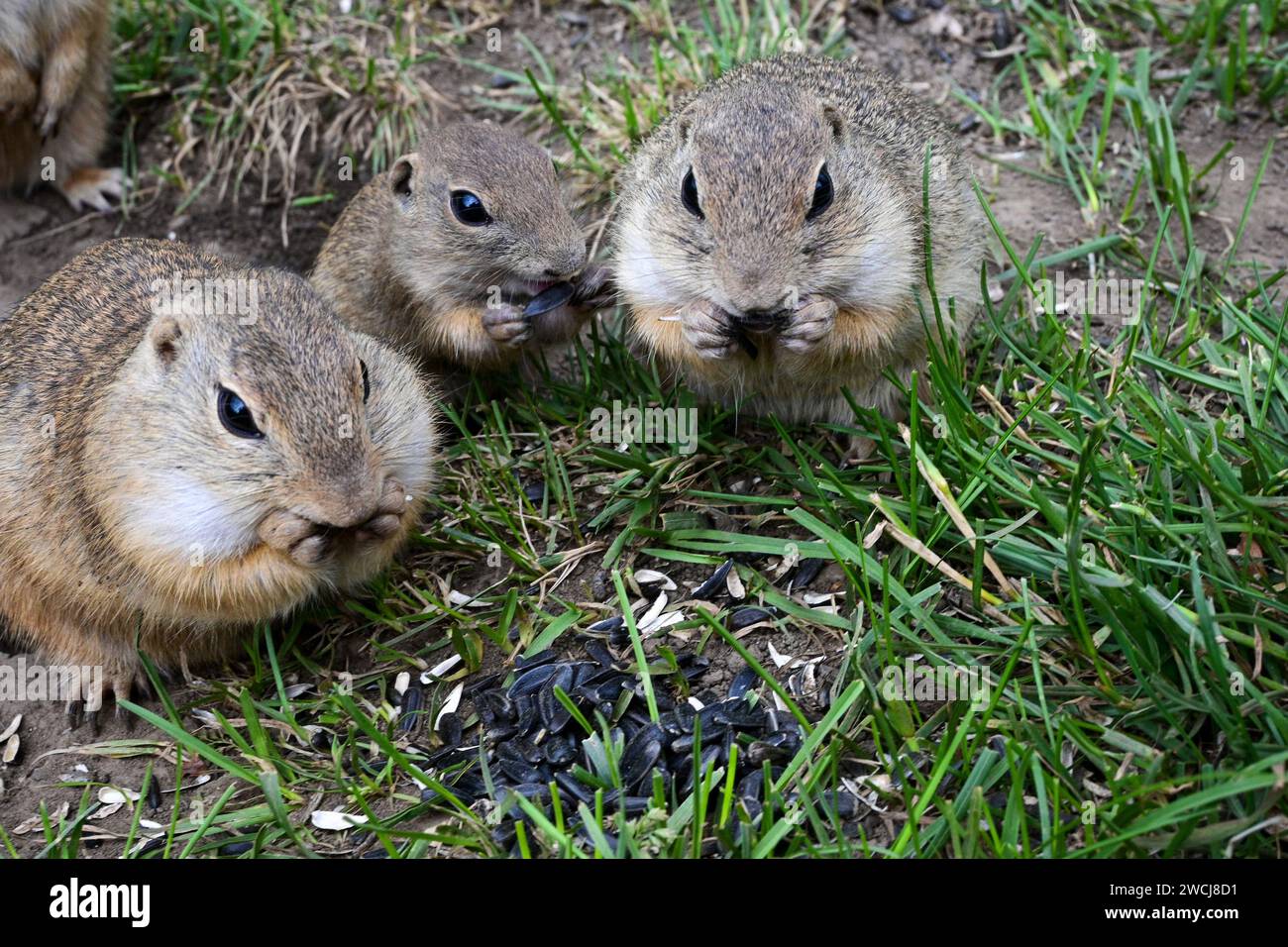 a child feeds groundhogs from his hand Stock Photo - Alamy