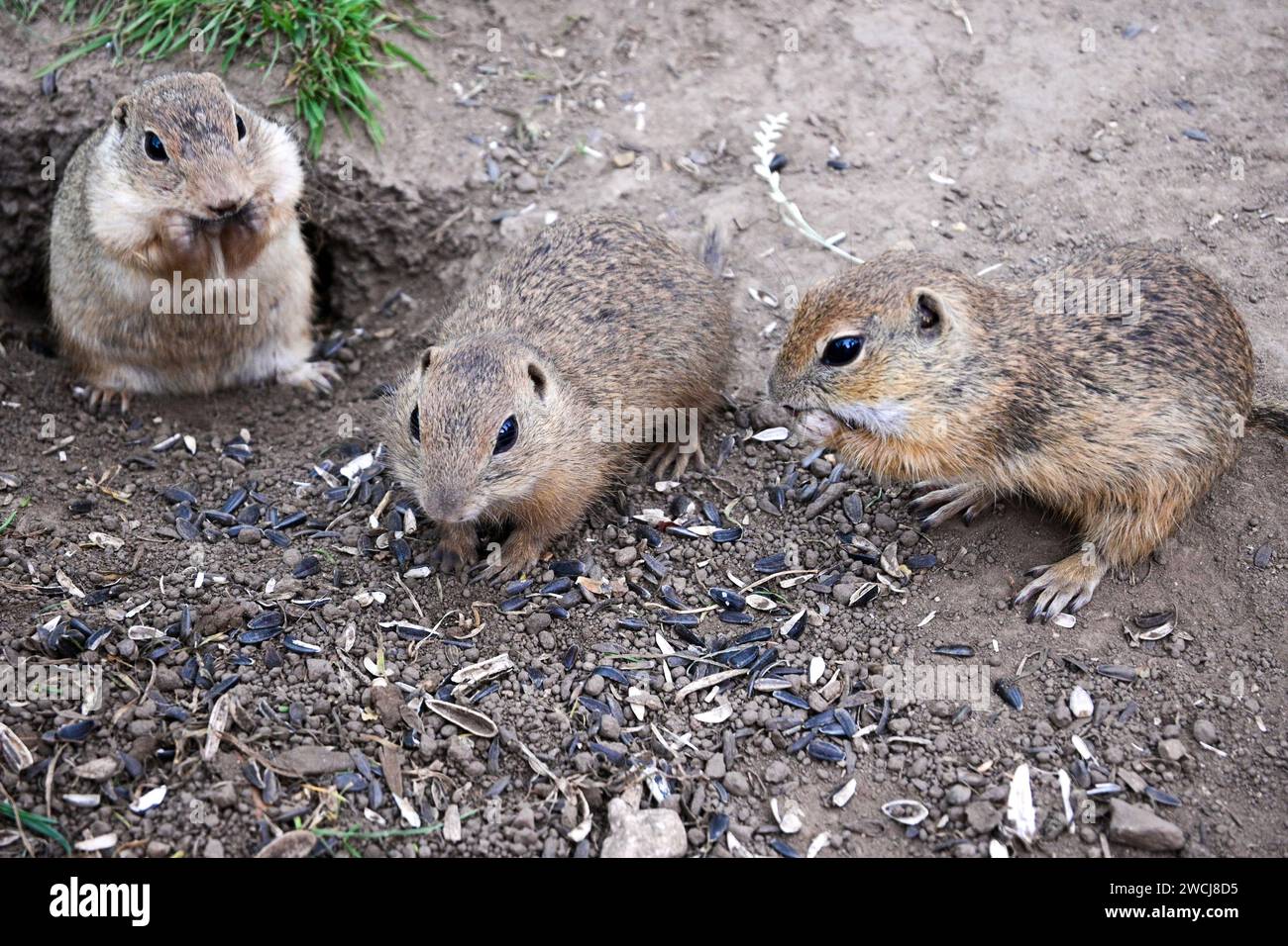 a child feeds groundhogs from his hand Stock Photo - Alamy