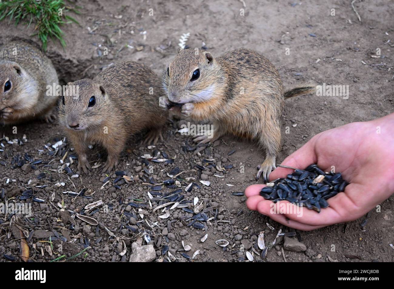 a child feeds groundhogs from his hand Stock Photo - Alamy
